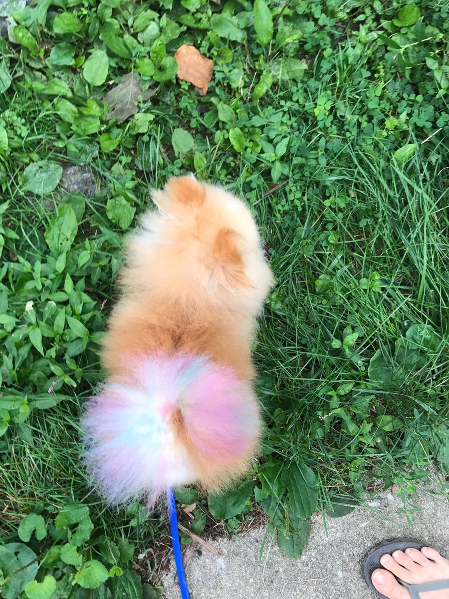 Dyed Pomeranian Tail