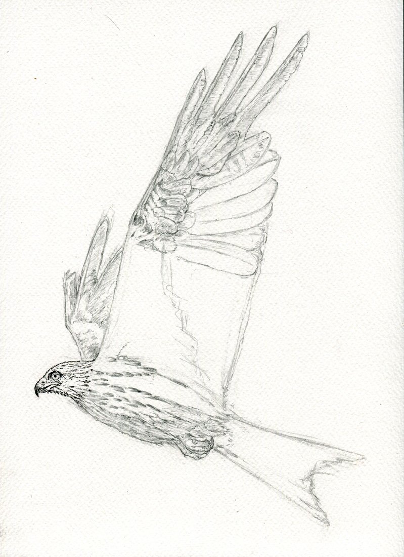 Kite Bird Drawing