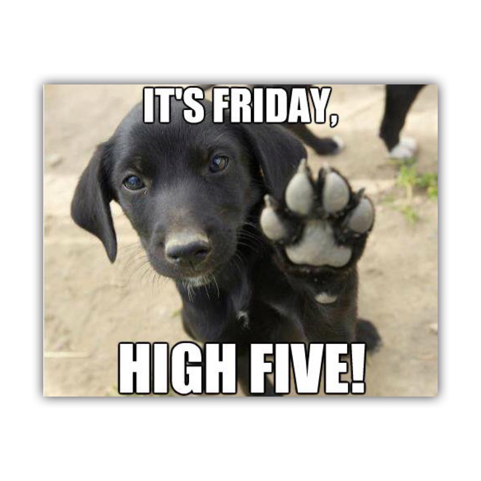 Tgif Meme Hond