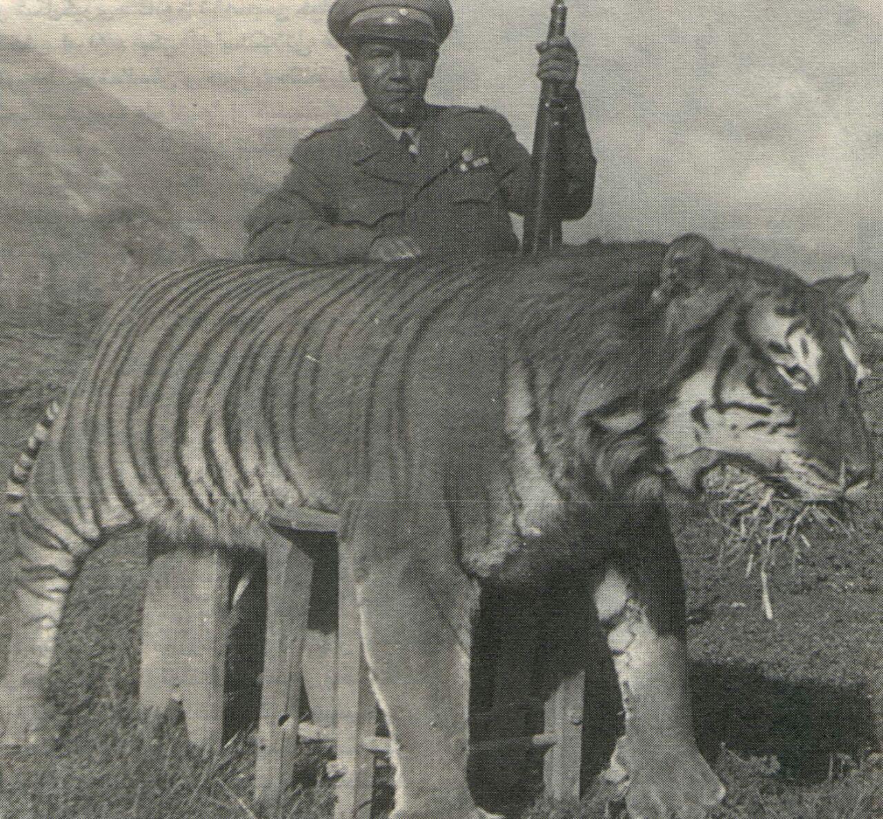 Iranian Tiger