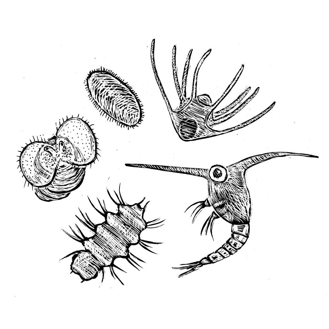 How To Draw Real Plankton