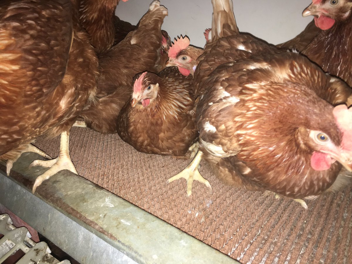 Tania Kindersley (@taniakindersley) | Twitter