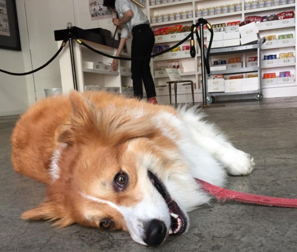 Abbey Bender (@Abbey_Bender) | Twitter