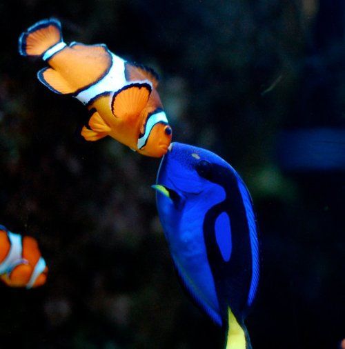 Clownfish And Blue Tang