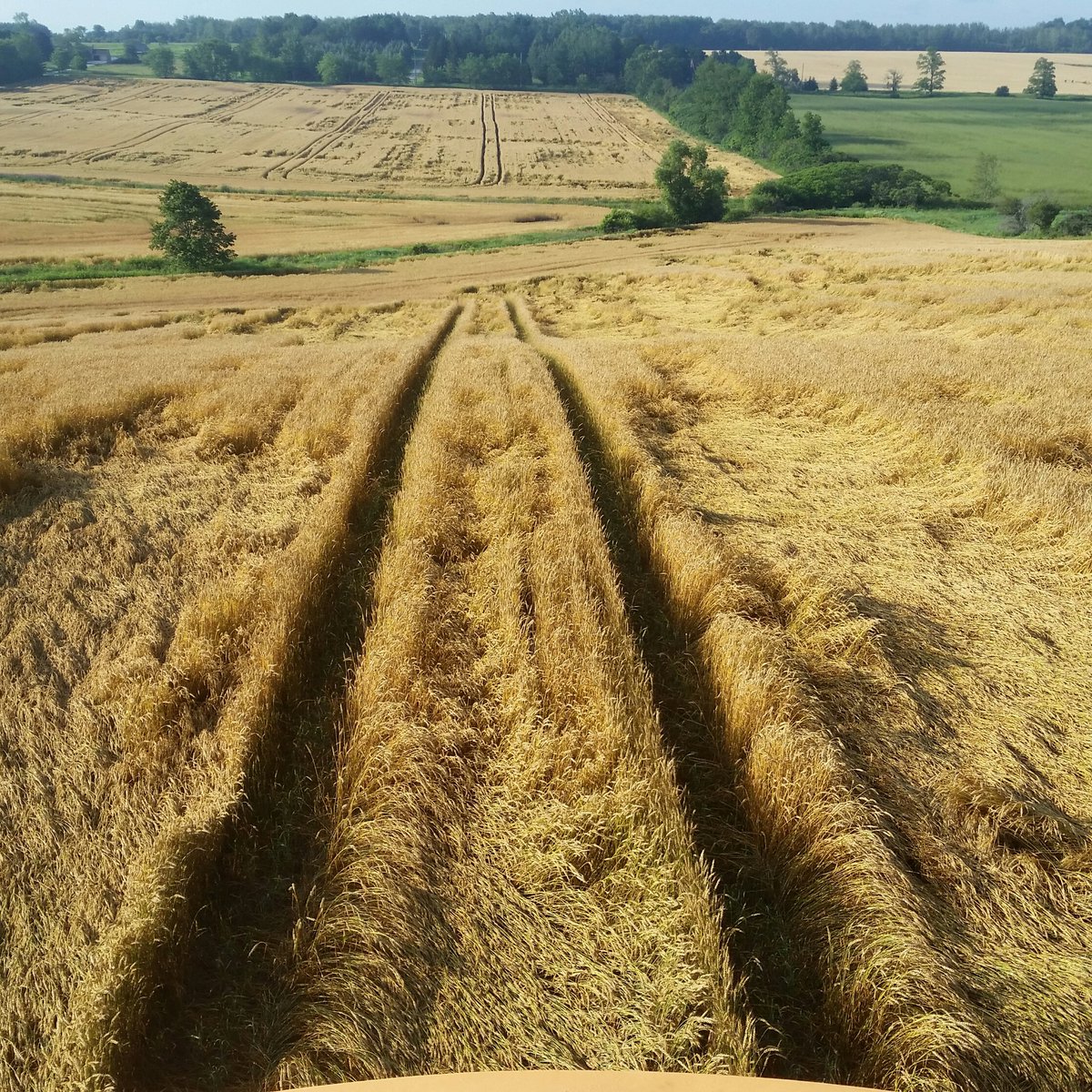 peterwienecke on Twitter: "@DowSeedsCA preharvest on some #ava it better be over 130bu/ac # ...