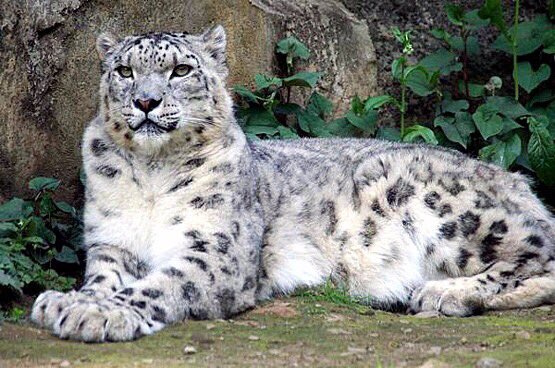 The fauna of the Great Himalayan National Park includes Snow leopard ...