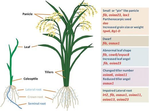 Rice Plant Diagram