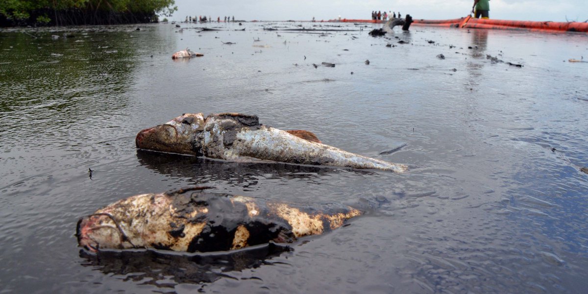 The Effects Of Oil Spills On The Marine Life And Humans the-effects-of-oil-spills-on-the-marine-life-and-humans