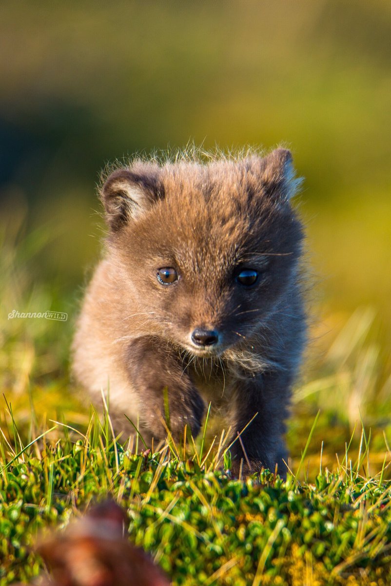 Arctic Fox Summer Pups