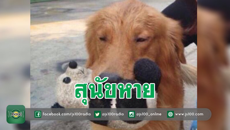 JS100 on Twitter: "สุนัขหาย ผู้ใดพบเห็นแจ้งจส.100 โทร *1808 หรือ 1137 https://t.co/HuXyxwD50X ...