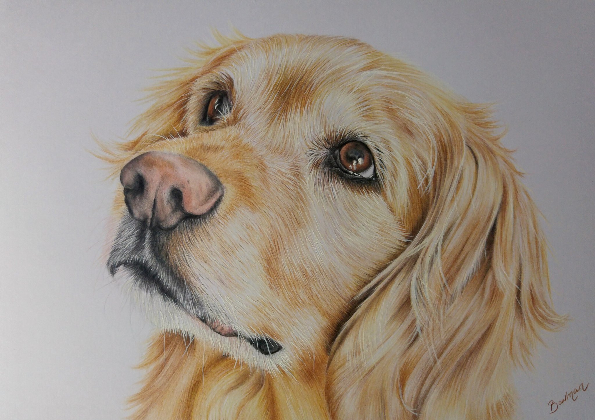 How To Draw A Realistic Golden Retriever Easy