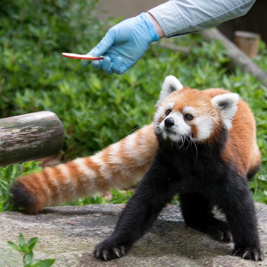 Red Panda Prey