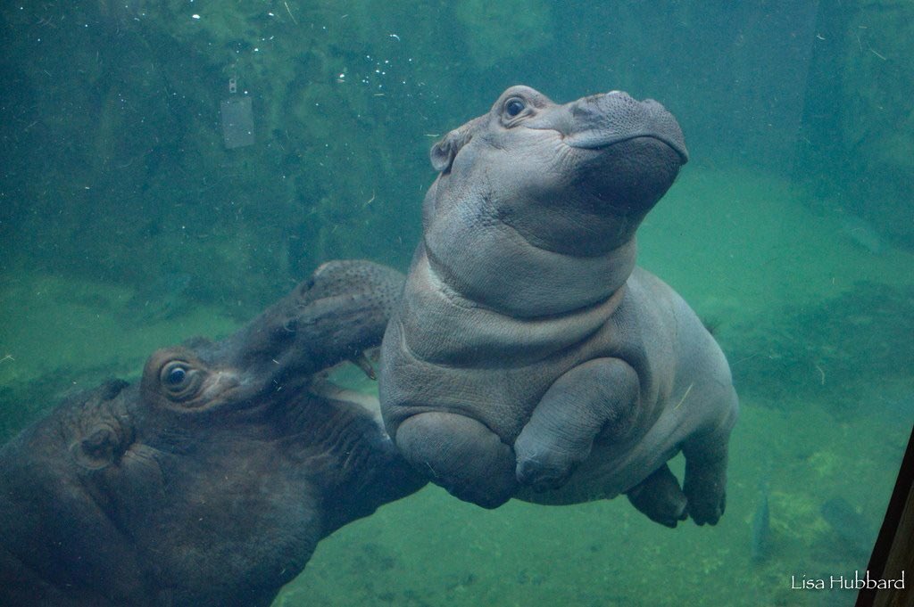 Despite their pig-like appearance, hippos are actually more closely ...