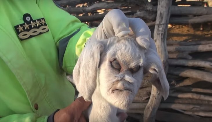 VIRAL: Disturbing images of ‘demon’ goat terrify locals in Argentina ...