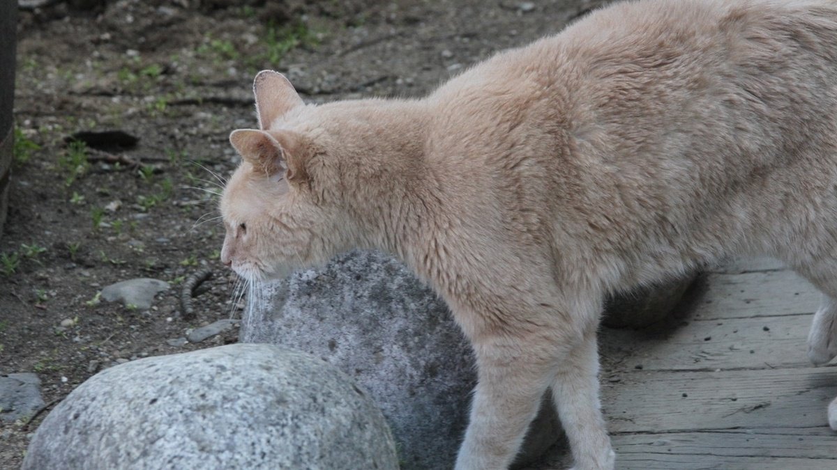 Honorary Alaska 'mayor,' Stubbs the cat, dies at 20 | WPBF 25 News ...