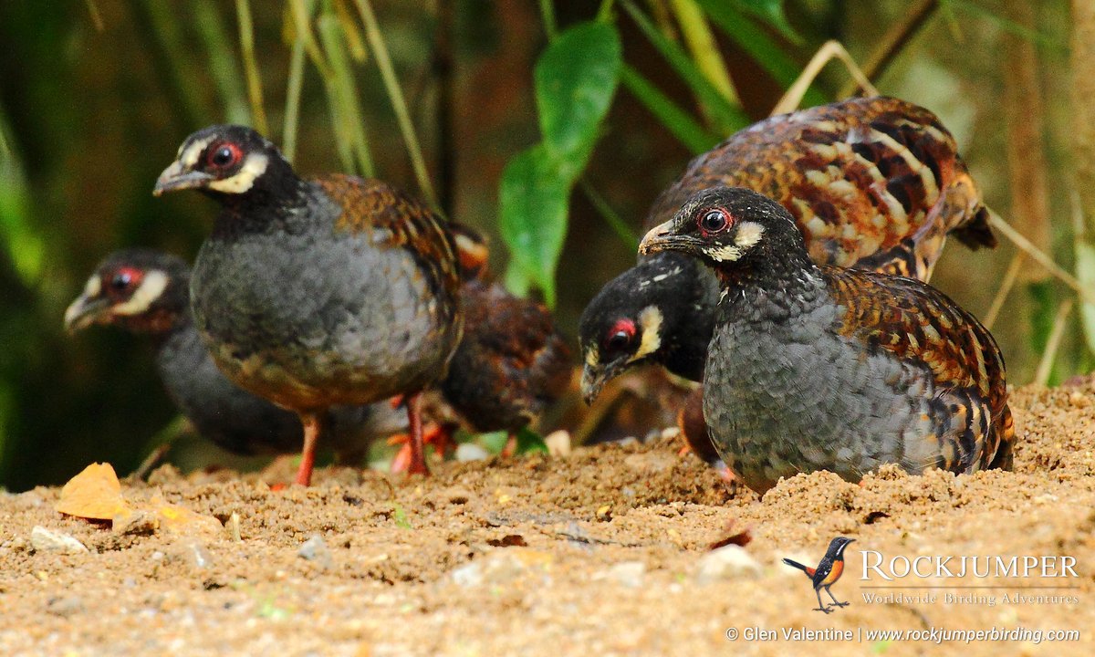 Rockjumper Birding (@RockjumperTours) | Twitter