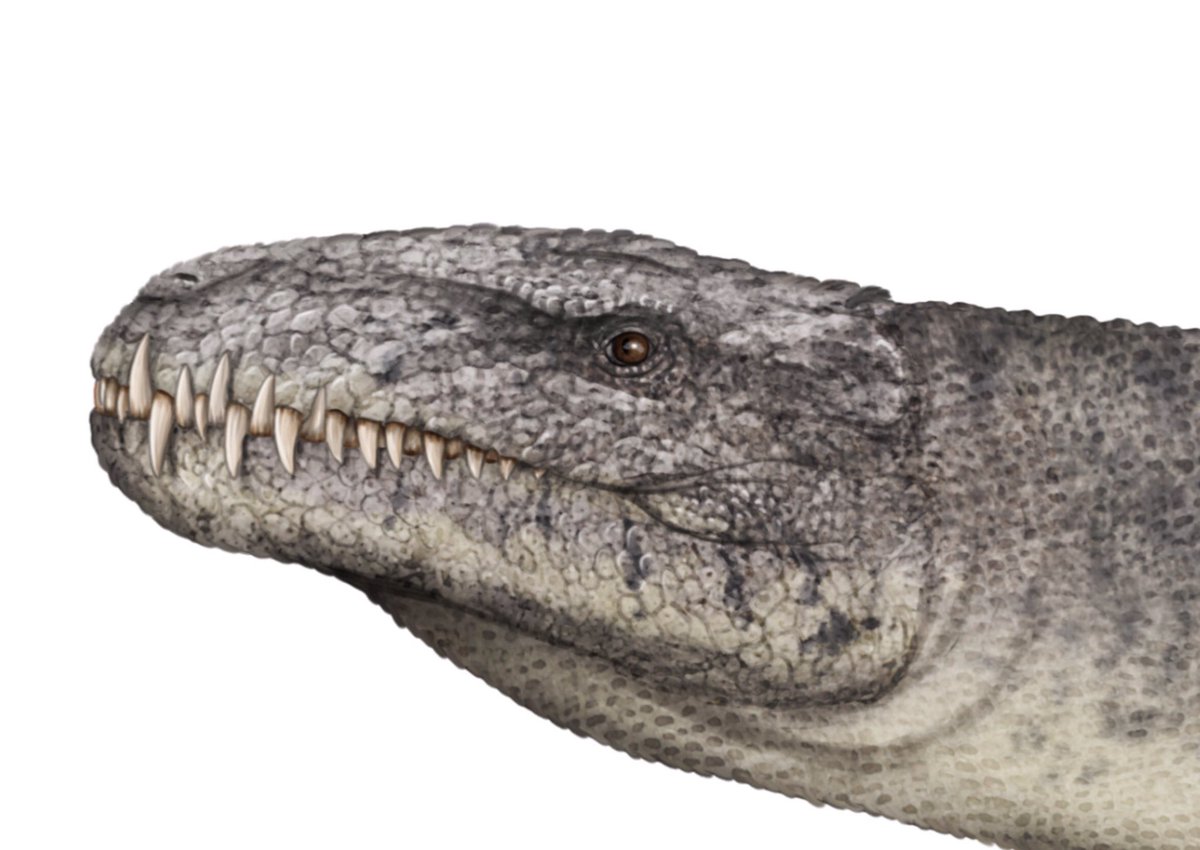 Dakosaurus Andiniensis