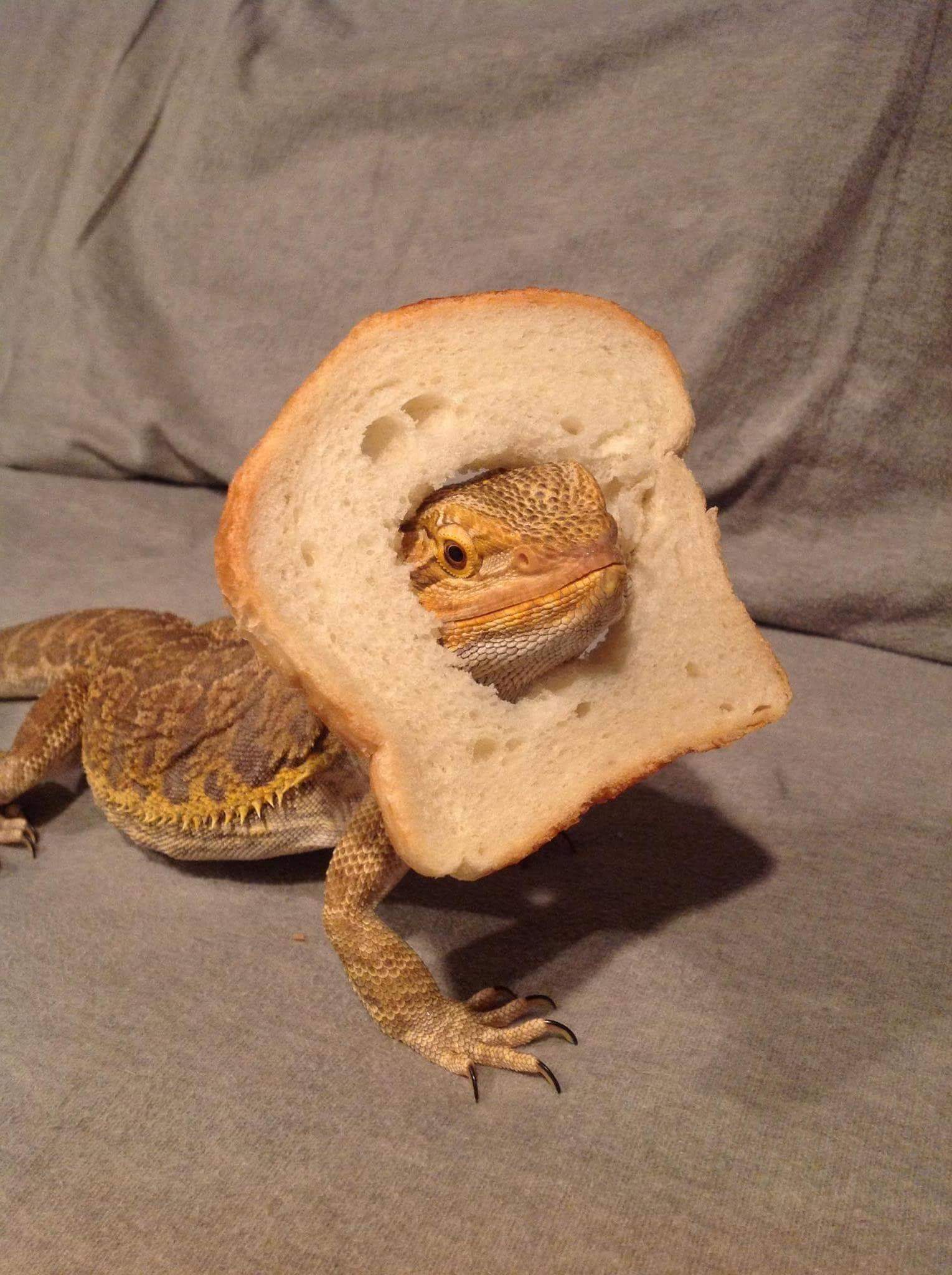 Rare Bearded Dragon Morphs