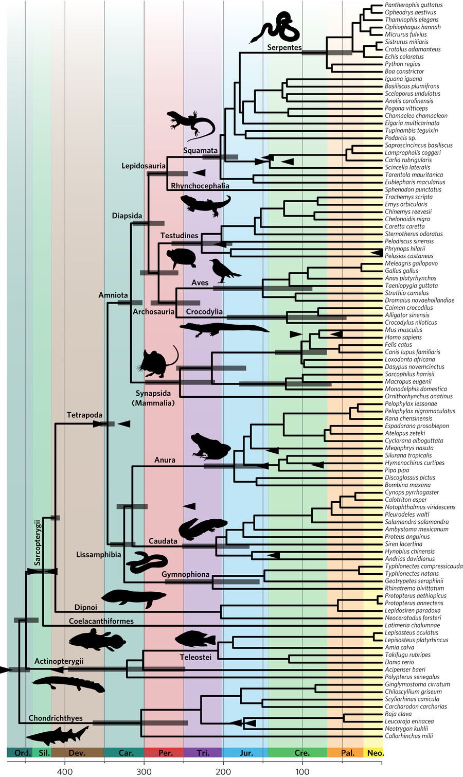 Vertebrate Phylogeny
