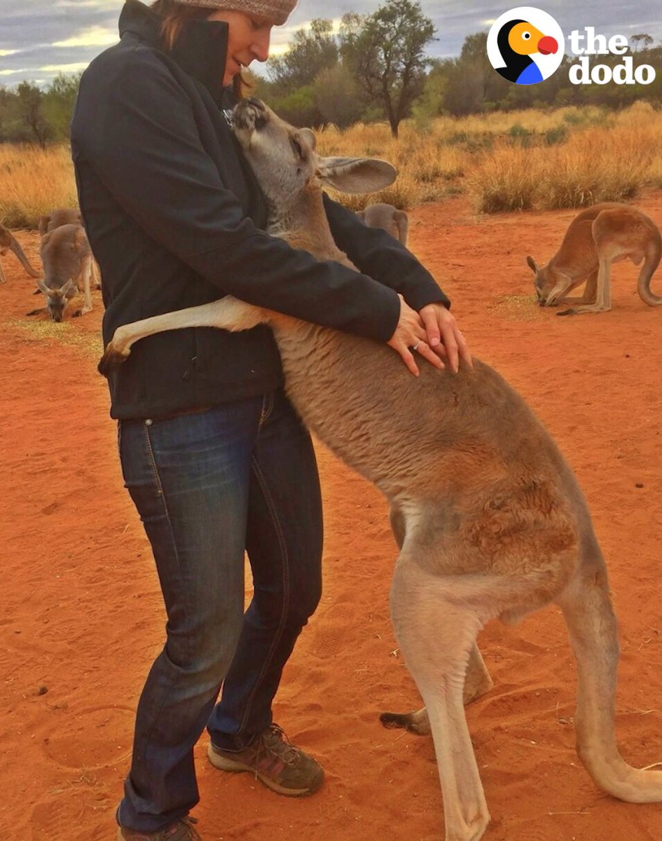 This kangaroo loves to hug everyone — but she's especially fond o ...