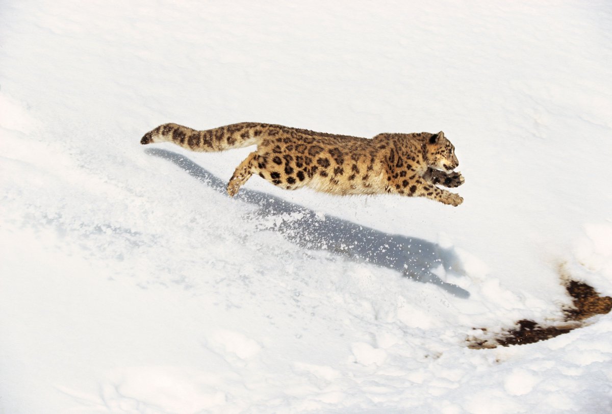 Snow Leopards Jumping