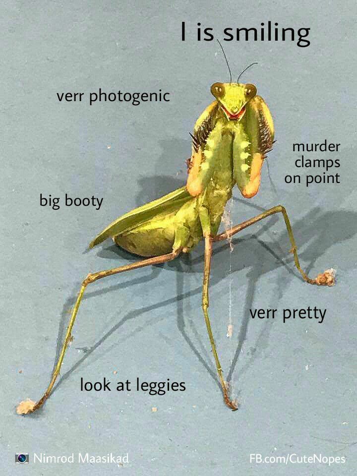 Praying Mantis Anatomy