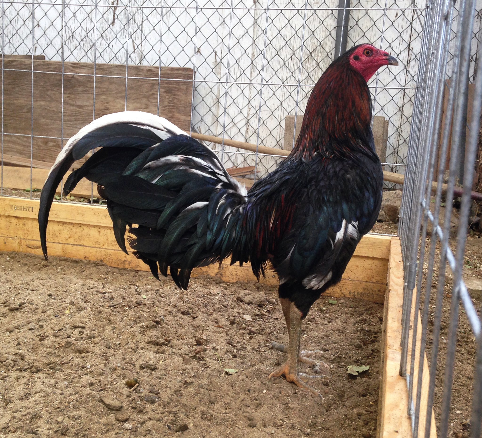 Gallos Hatch Leiper