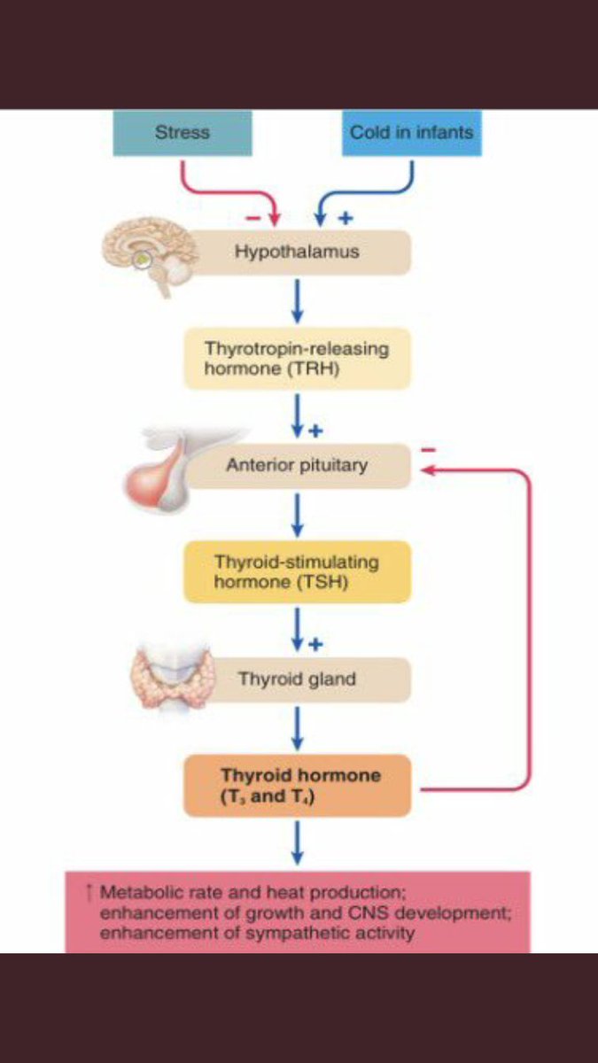 Thyroid Hormone Regulation