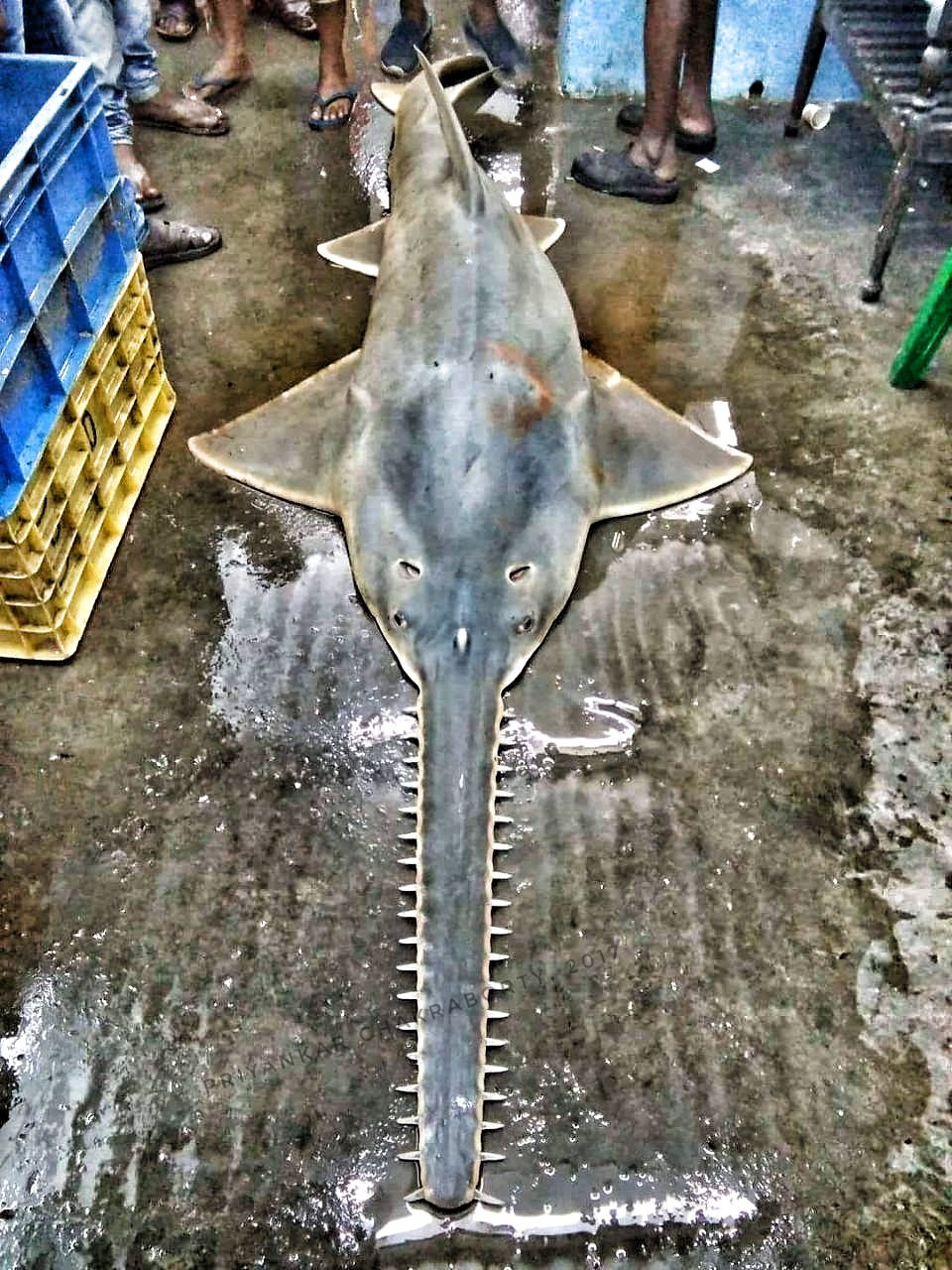 Giant Sawfish