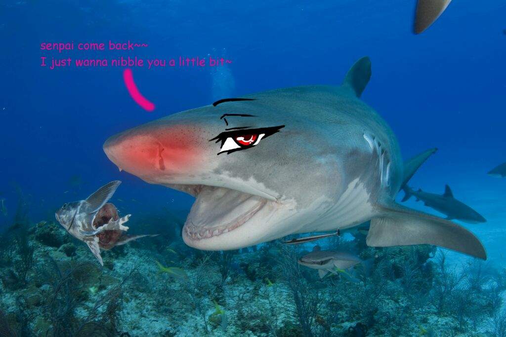 Sharks With Anime Eyes