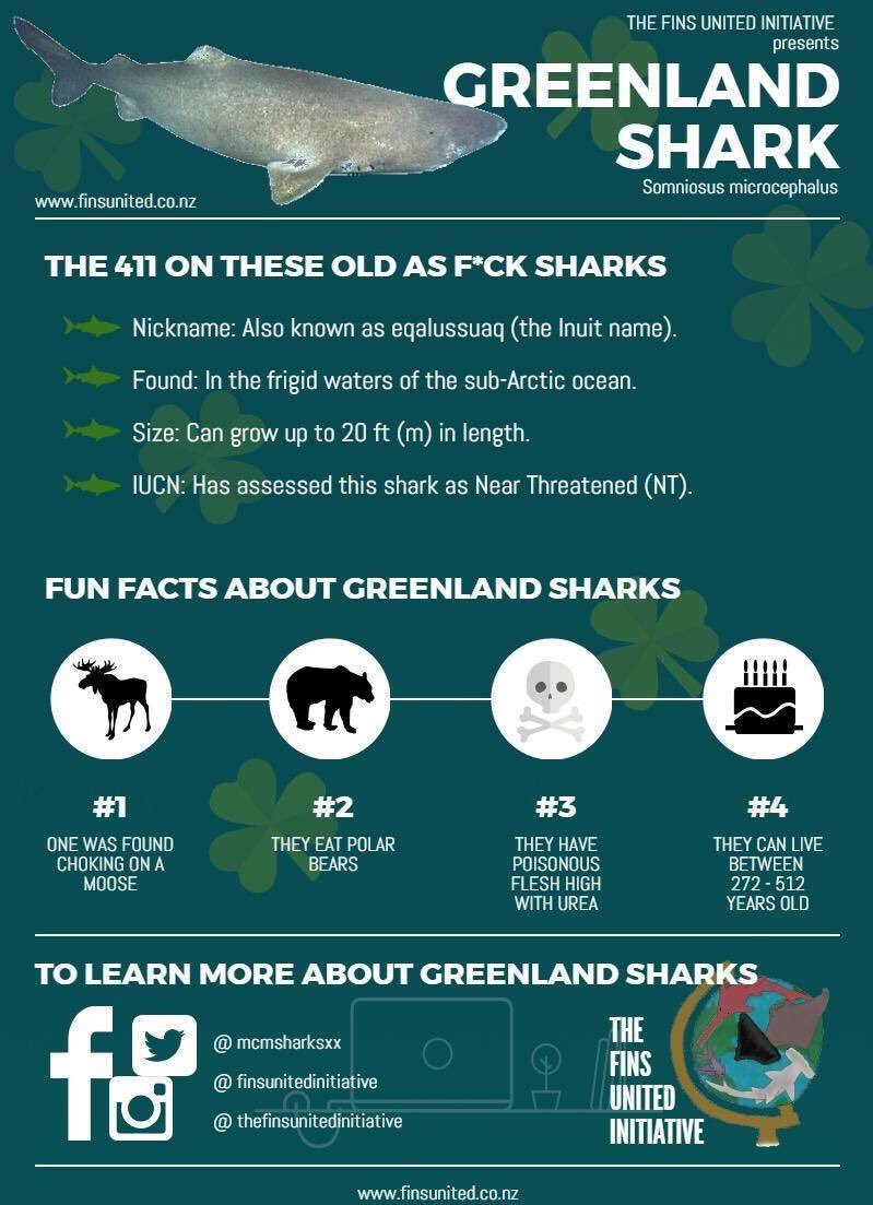 Greenland Shark Eat Polar Bear