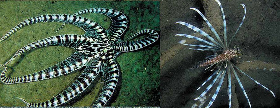 Mimic Octopus Lionfish