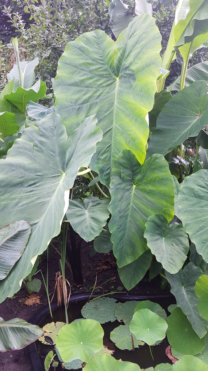 Alexandra Beisel (@BeiselAlexandra) | Twitter