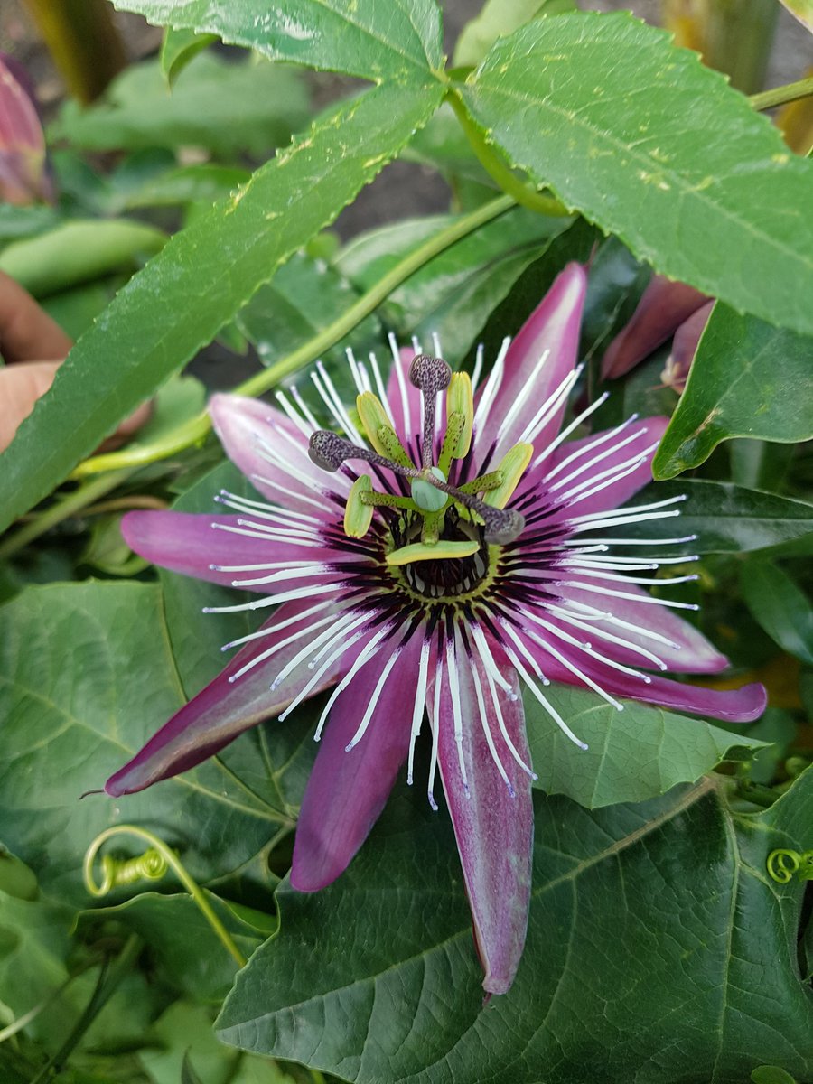 Alexandra Beisel (@BeiselAlexandra) | Twitter