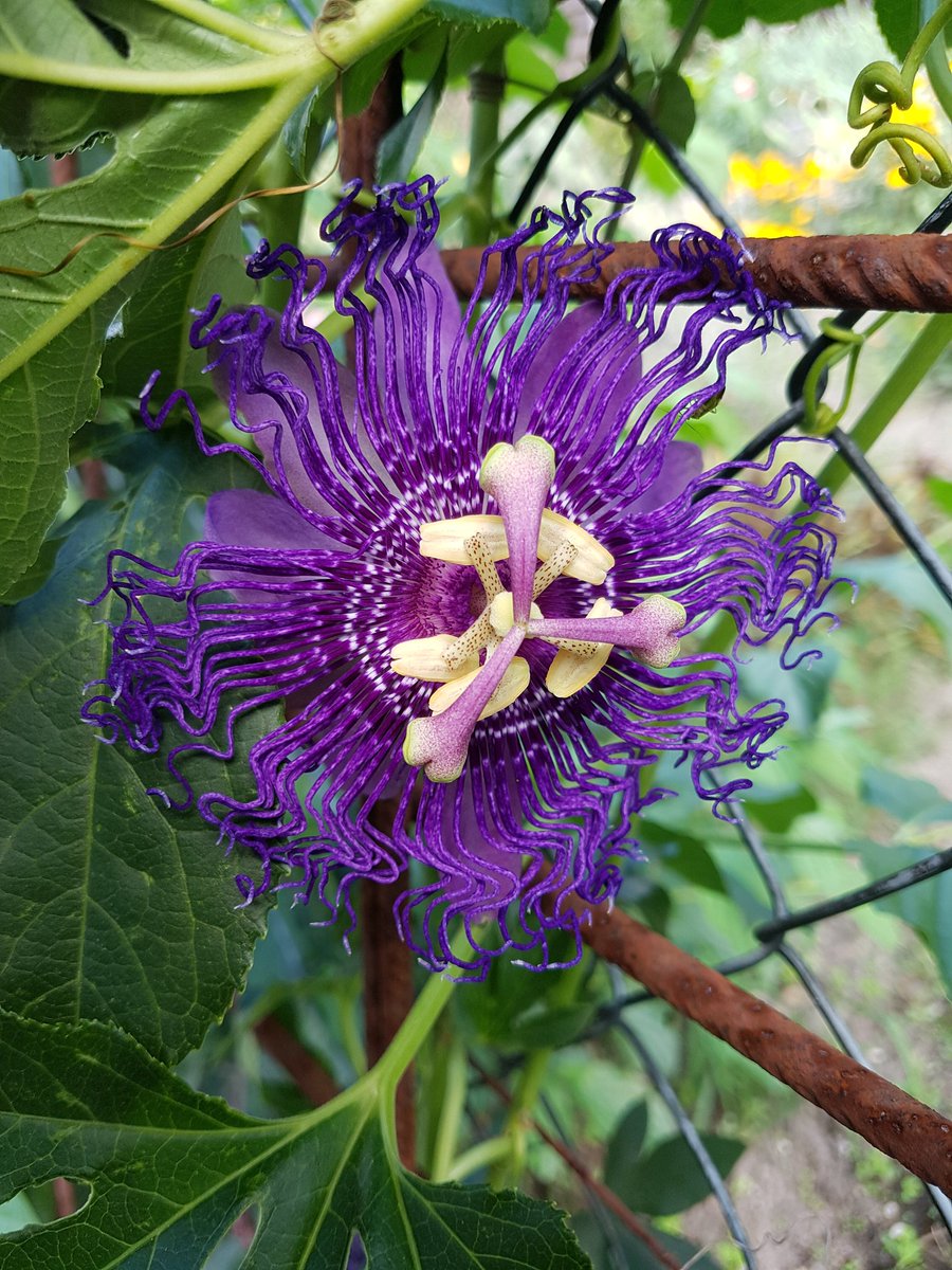 Alexandra Beisel (@BeiselAlexandra) | Twitter