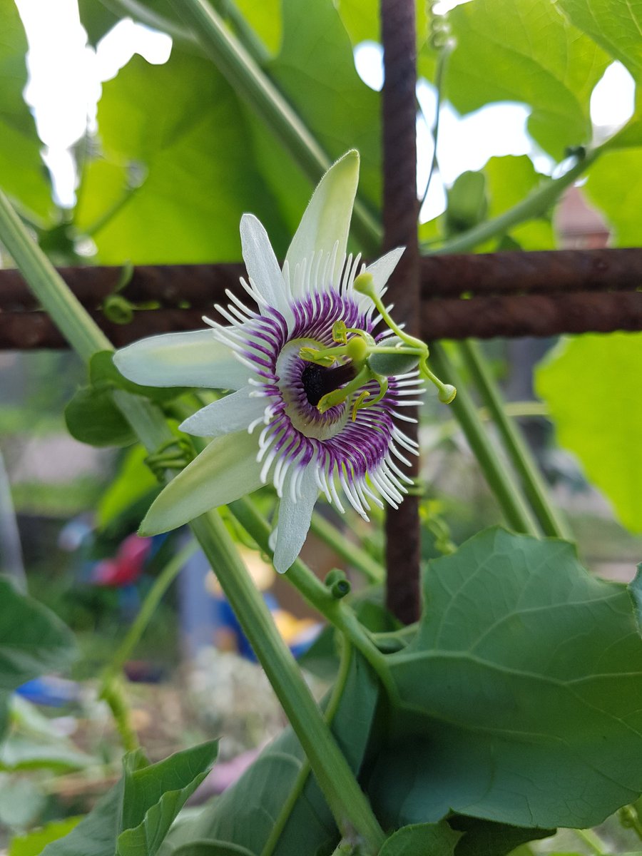 Alexandra Beisel (@BeiselAlexandra) | Twitter