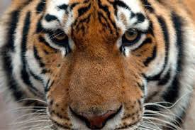 There are fewer than 4000 tigers left in the wild. We must do a better ...