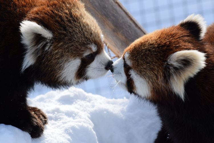 Red Pandas Kissing