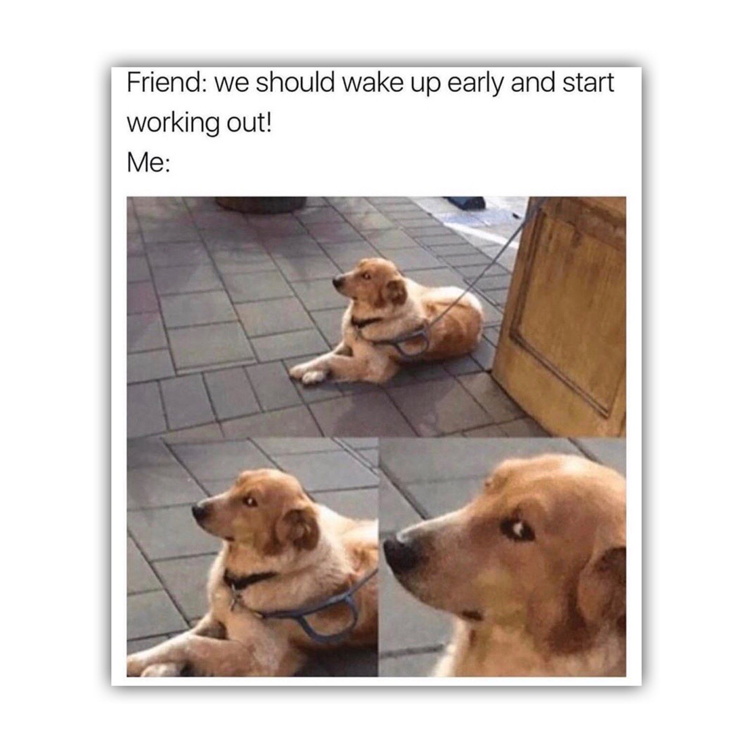 Funny Animal Workout Meme