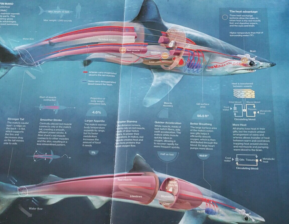 Shark Muscle Anatomy