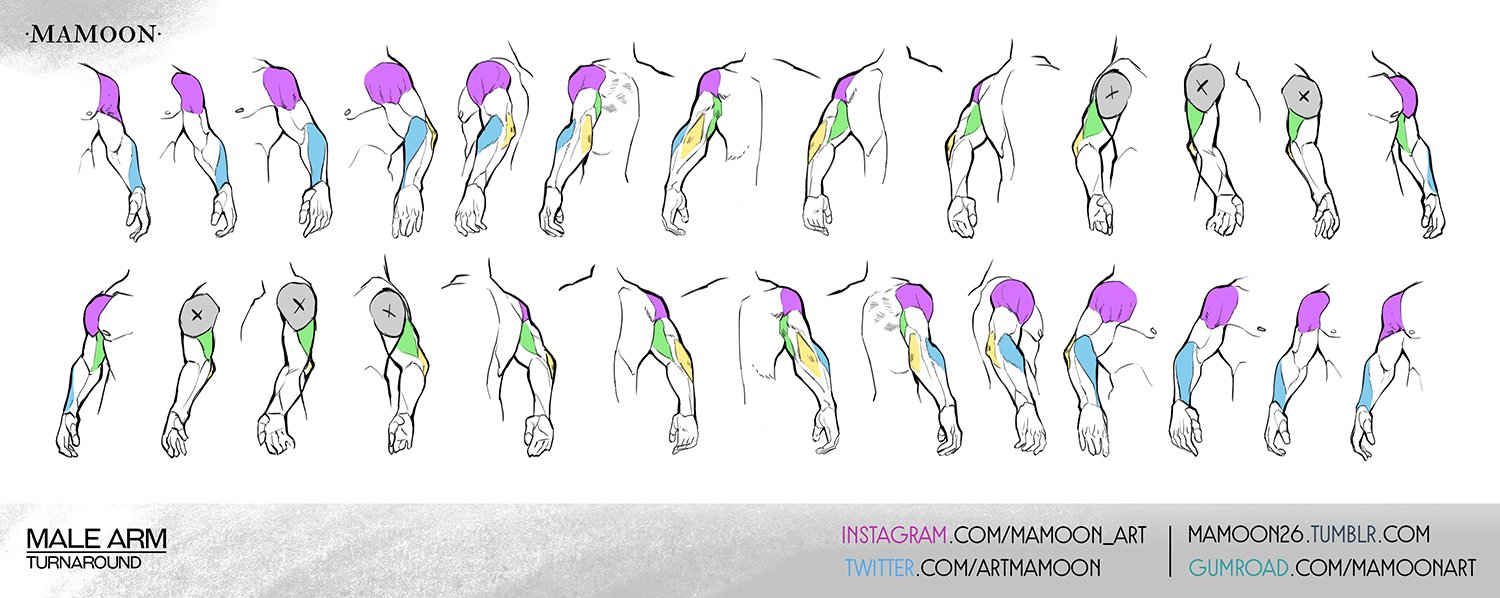 Male Arm Muscle Anatomy