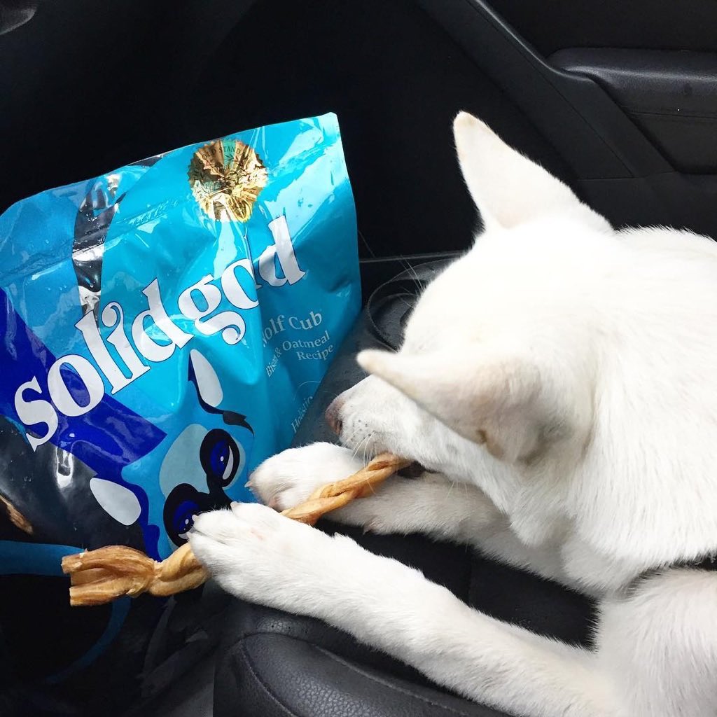 Solid Gold Pet (@SolidGoldPets) | Twitter