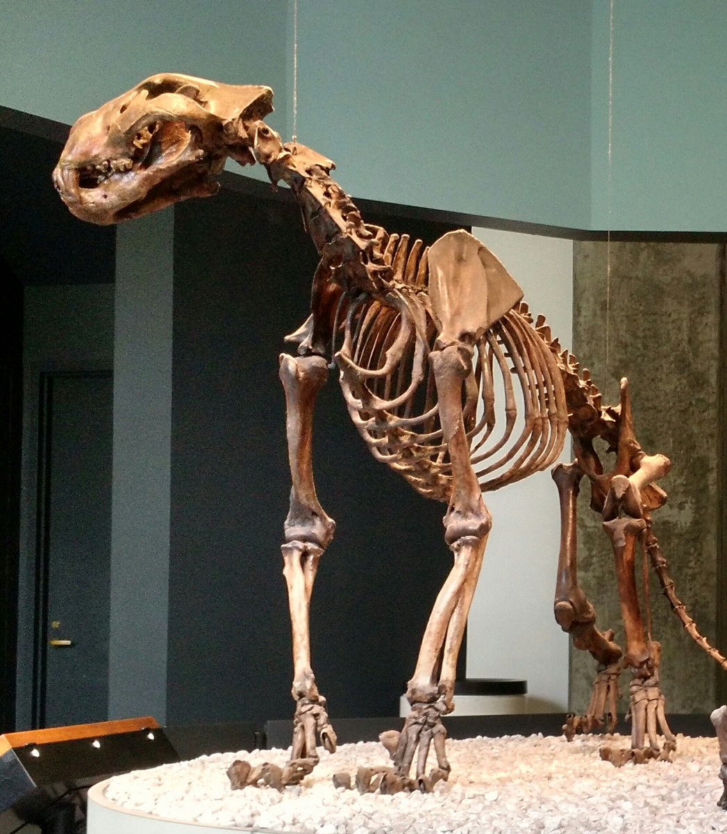 American Lion (Panthera atrox)