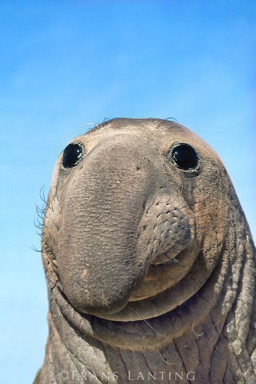 Elephant Walrus Face