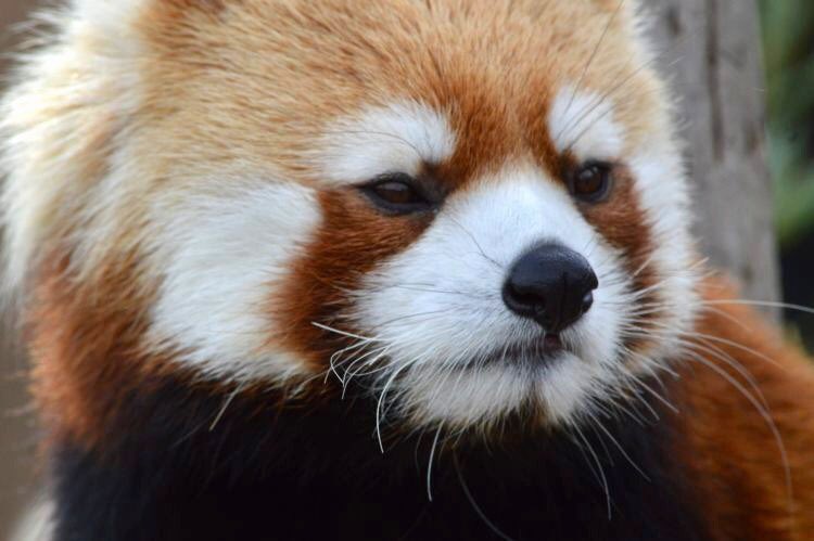Red Panda Face Markings