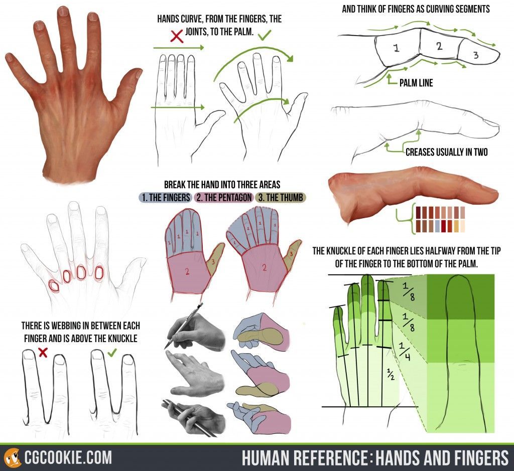 Human Hand Reference