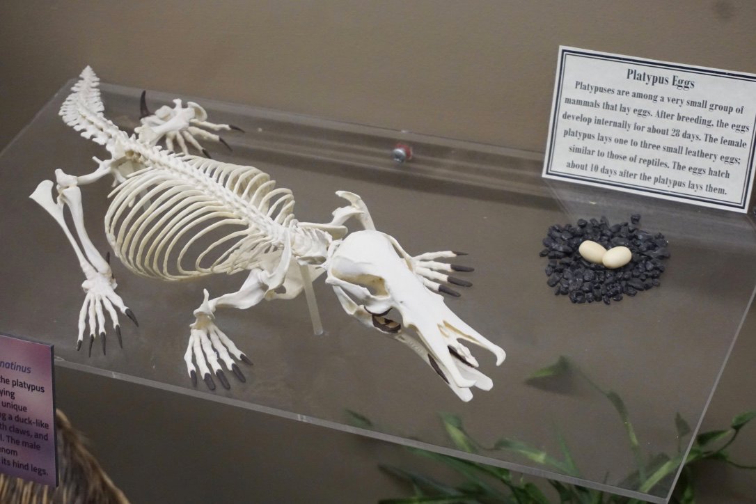 Platypus Skeleton
