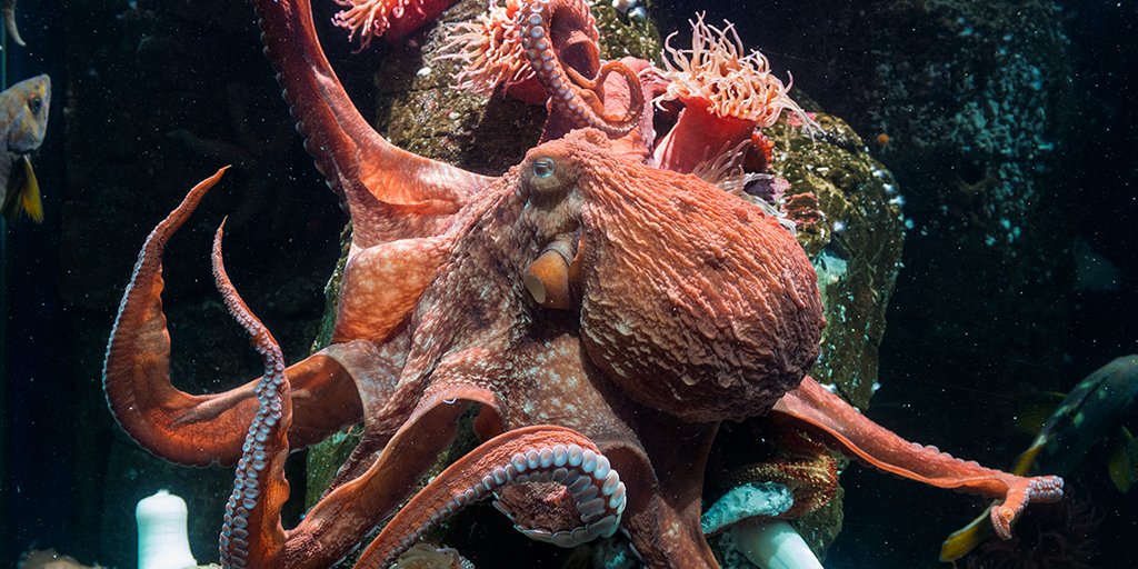 Giant Pacific Octopus Camouflage