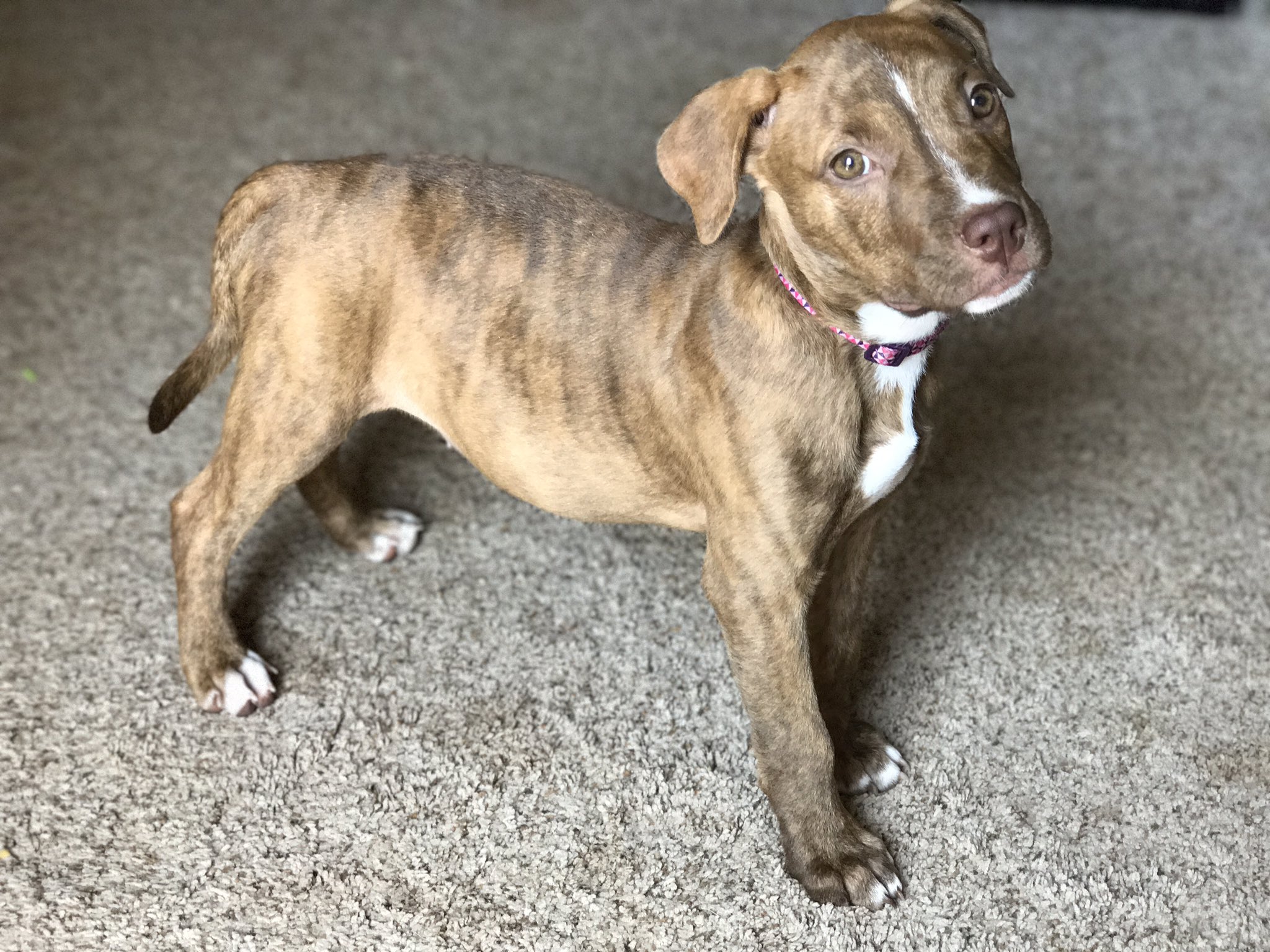 Boxer Pit Mix
