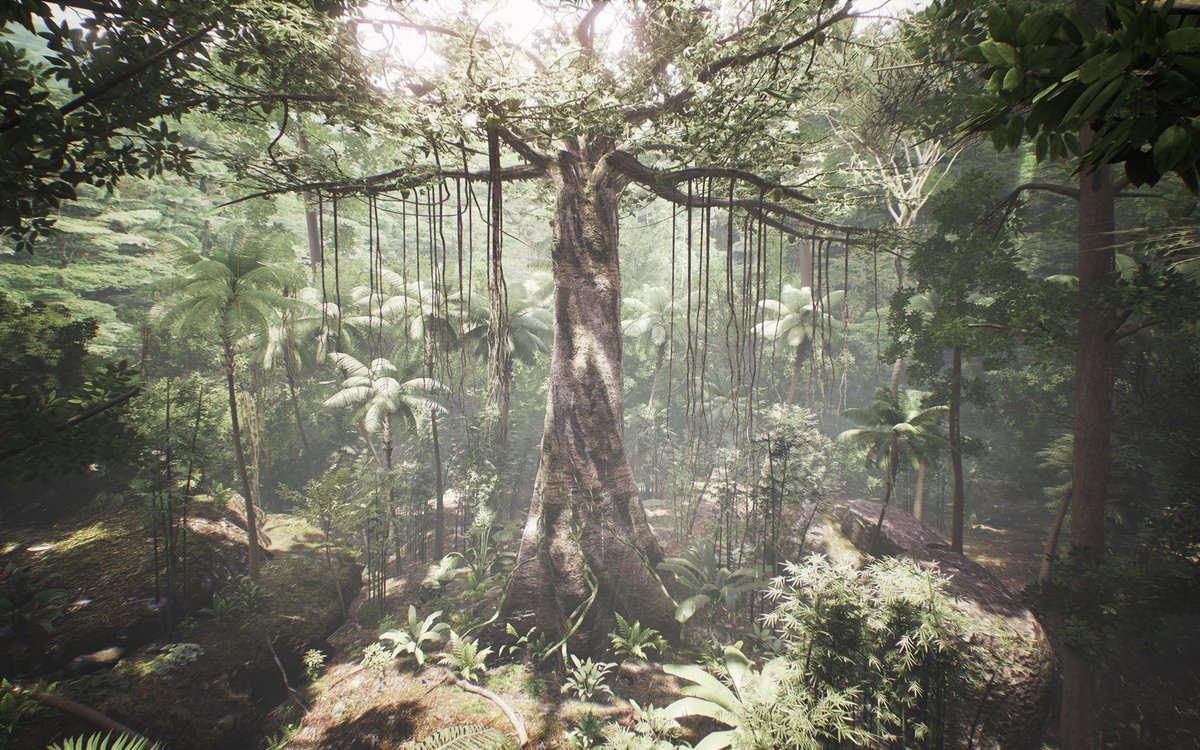 Kapok Tree In Rainforest